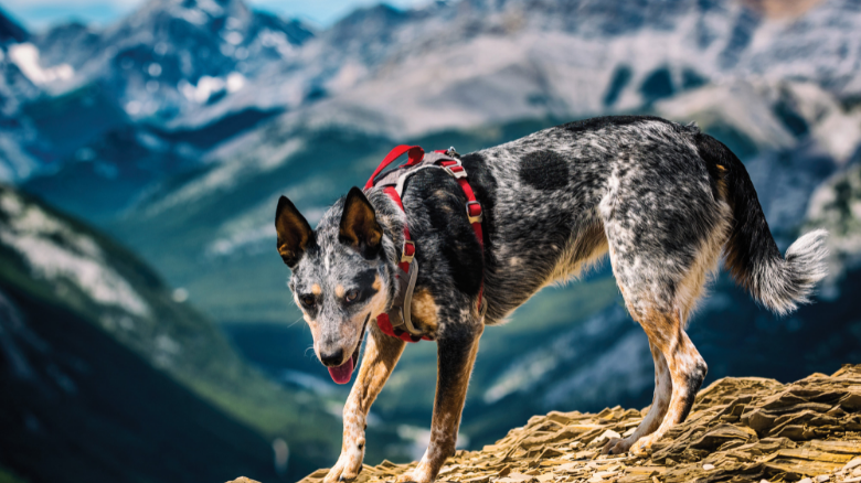 Infographic: The Deadliest Animals in the United States