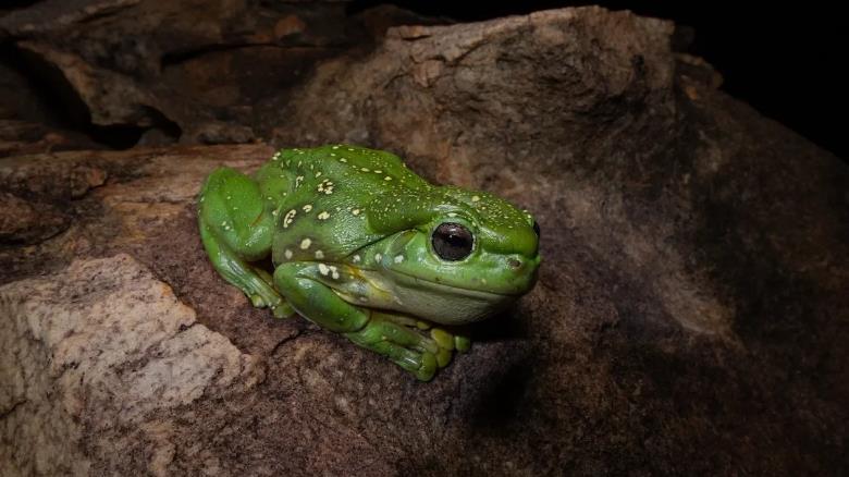 Rare Blue Mutation in Frog Possibly a First for Science